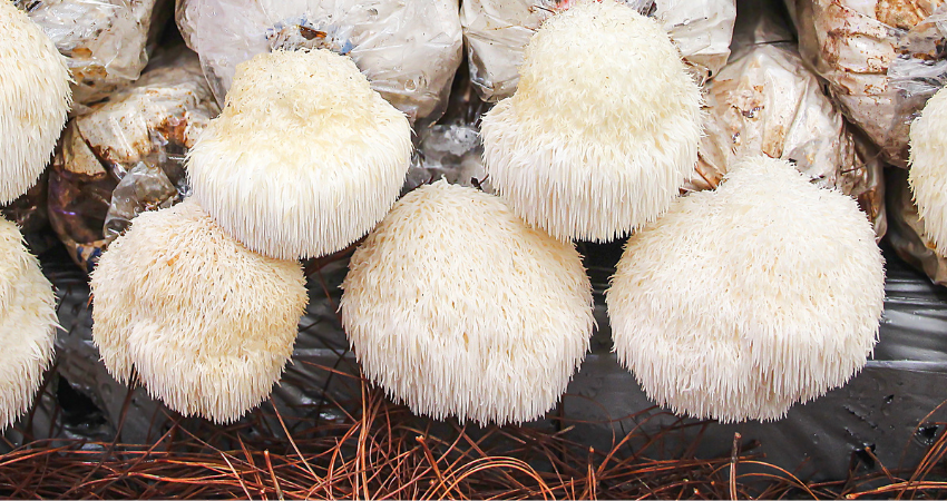 Lion's mane: a treat for your brain I Sassy Organics